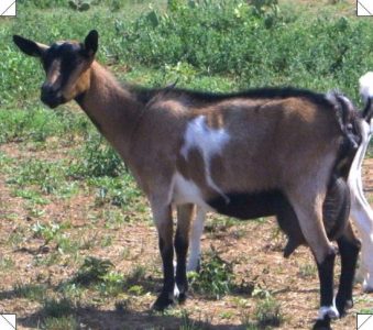 Dairy Goat Udder Development - Grit